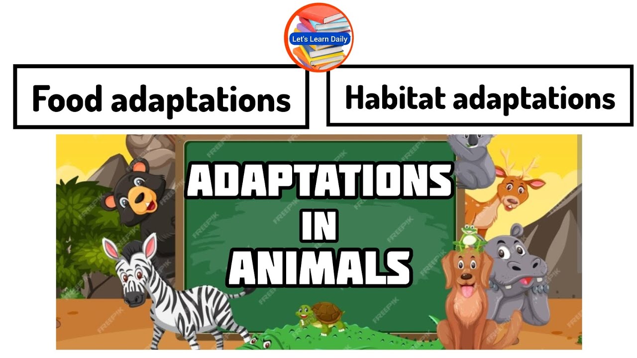 Adaptations in animals || Animal Adaptation|| Educational Video || Let ...