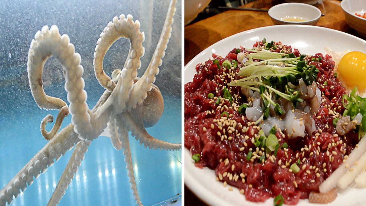 - LIVE OCTOPUS IN KOREA - - YouTube