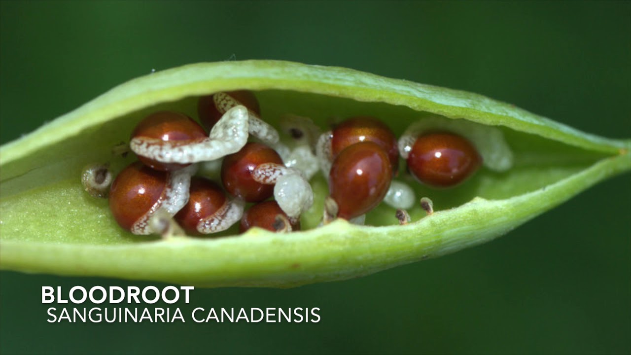 The Ant Dance - YouTube