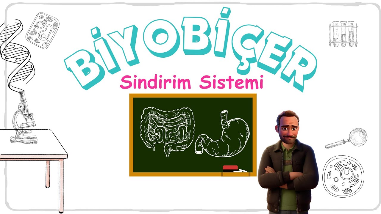 Sindirim Sistemi Koledok ve Virsung Kanalı | Ayt Biyoloji Konu Anlatımı ...