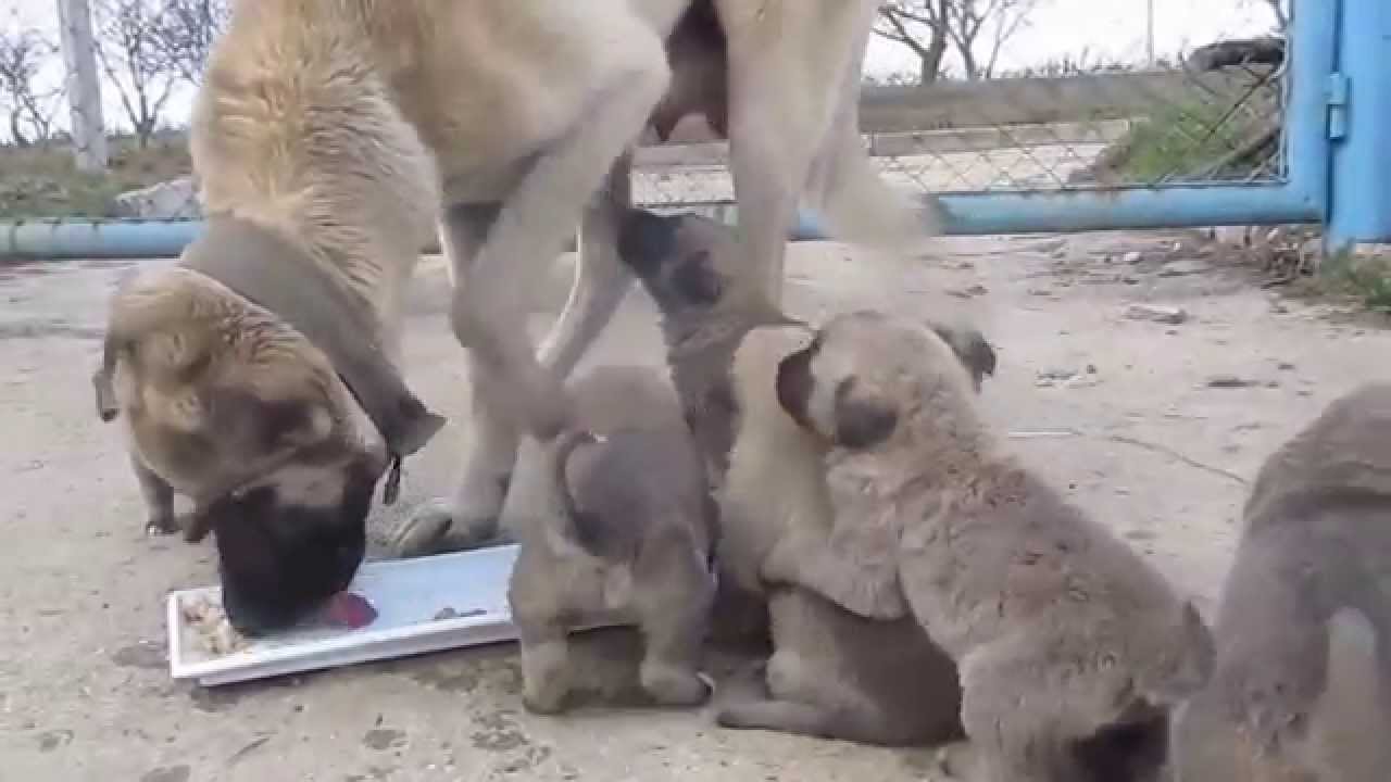 Kangal puppies 1 - YouTube