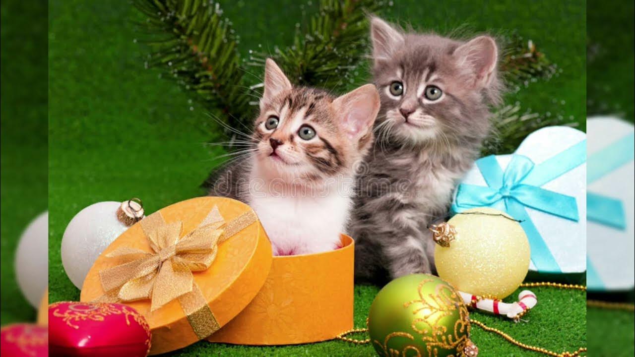 Funny Kittens Don t Try To Hold Back Funny Cats Life Video funny-kittens-don-t-try-to-hold-back-funny-cats-life-video