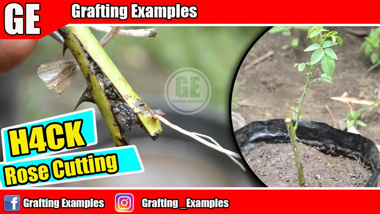 New Cutting Rose Trick - YouTube