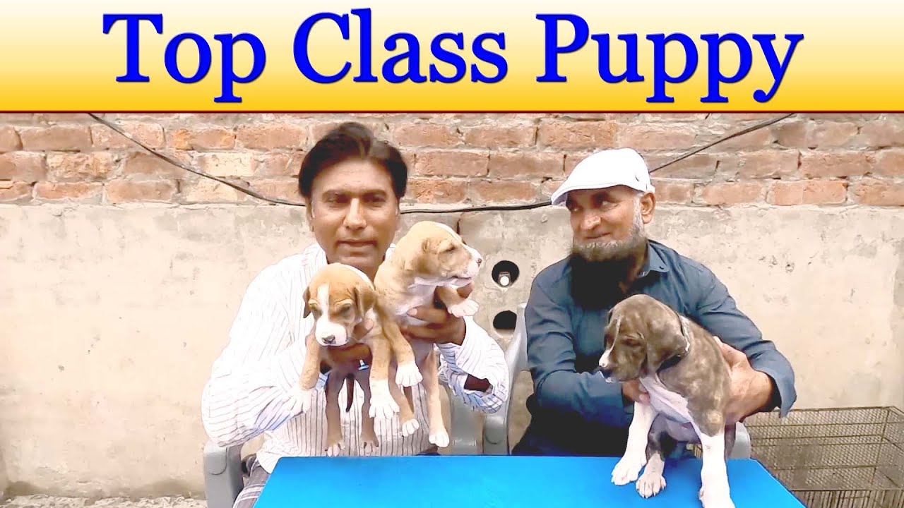 Pure Pakistani Bully Puppy | Amazing Bully Kutta Puppy | Pure Desi ...