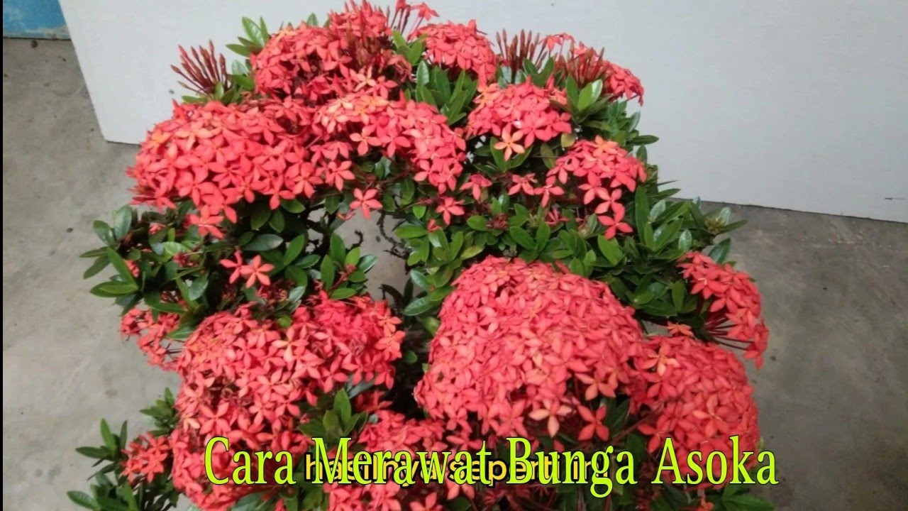 Cara Merawat Bunga Asoka Agar Berbunga Banyak - YouTube