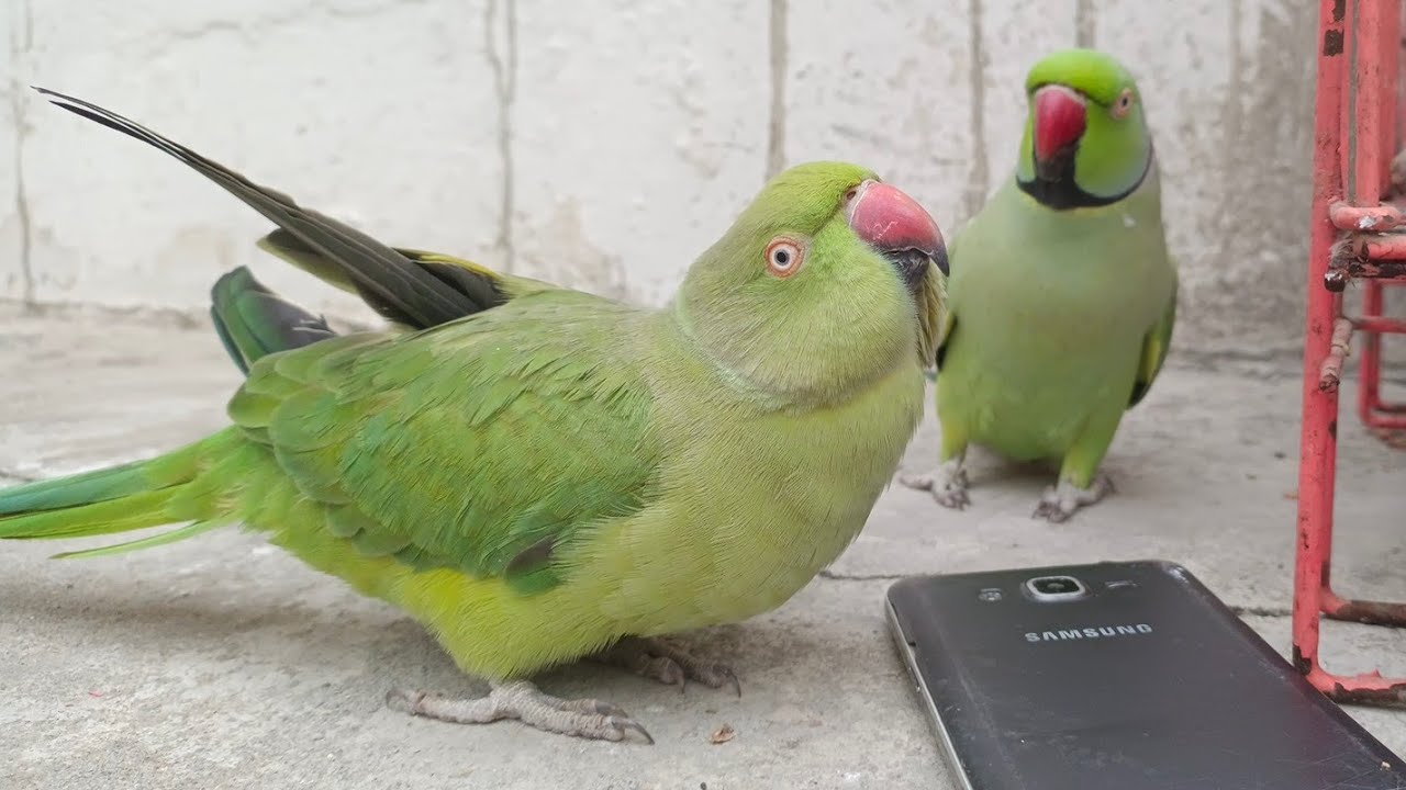 Green Talking Parrot Compilation - YouTube