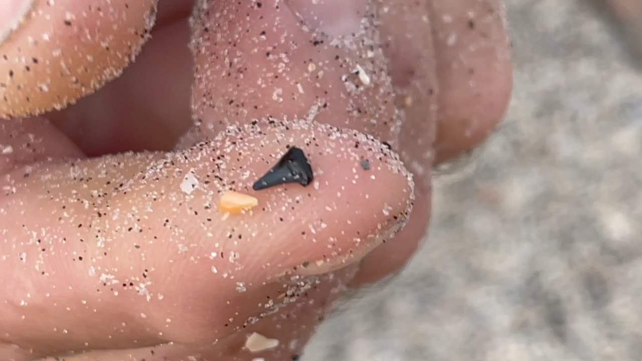 How To Find Shark Teeth On Manasota Key at Jane Shepherd blog