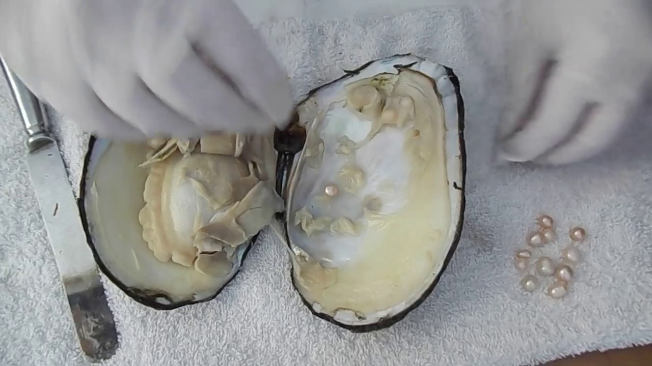 Monster Oyster Opening - YouTube