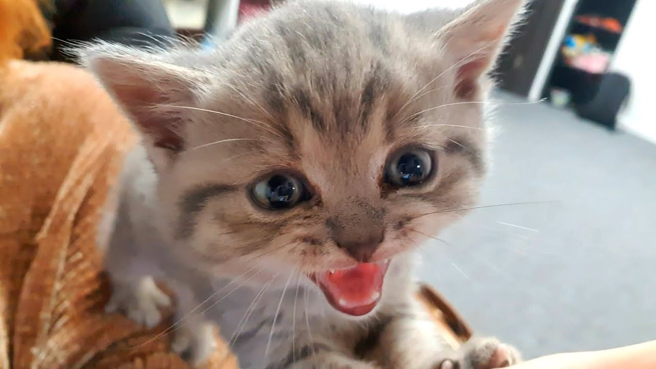 Kitten Street kisses me - YouTube