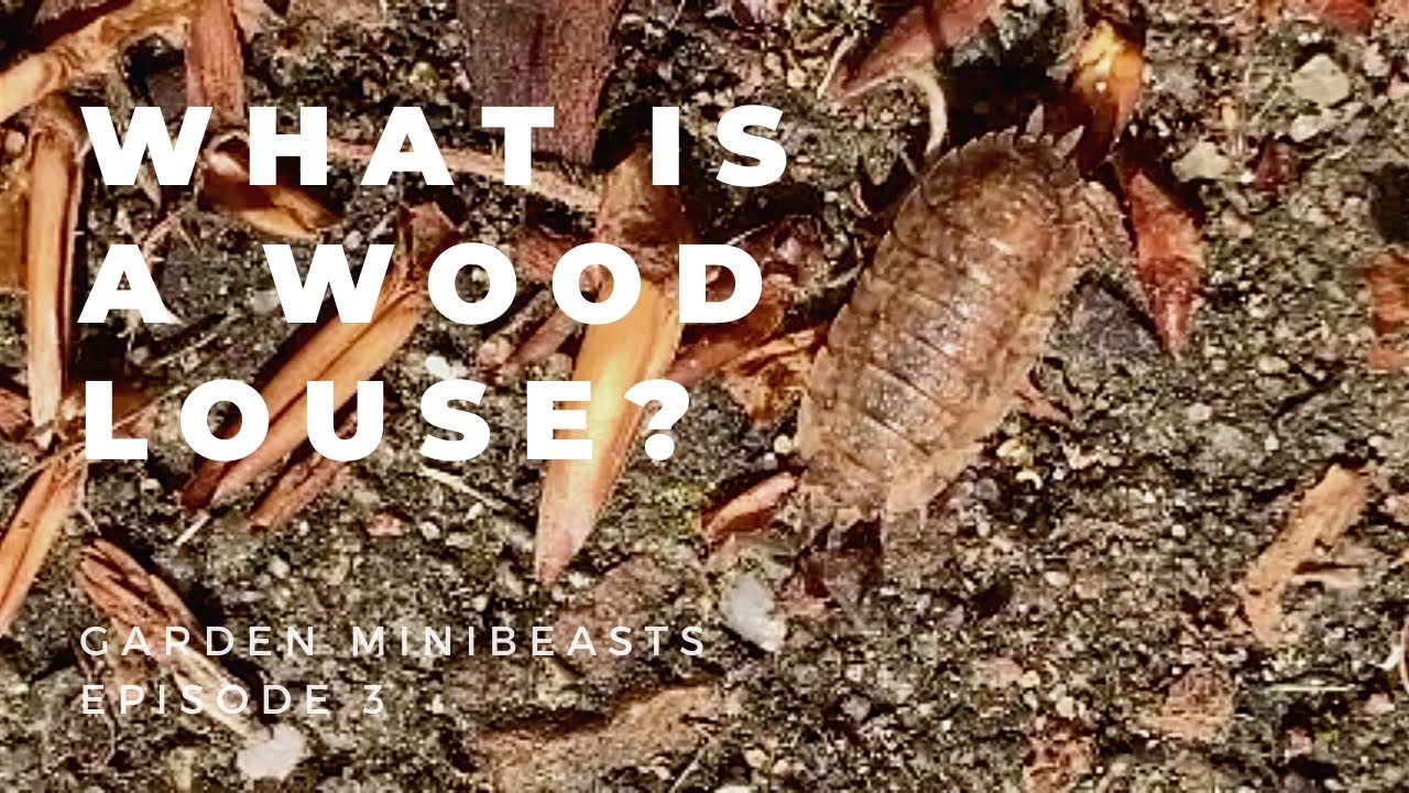 What is a Wood Louse?, Garden Minibeasts Episode Three - Explore with Paul - YouTube