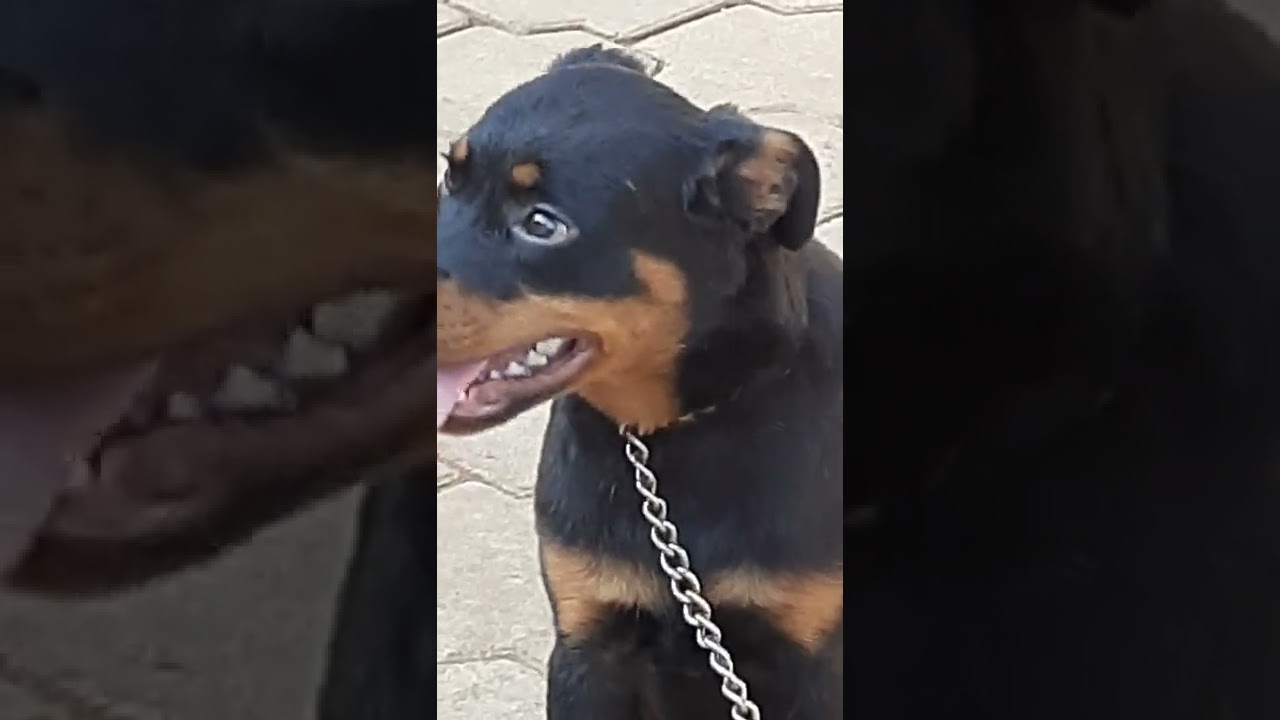 Cute Rotweiller dog - YouTube