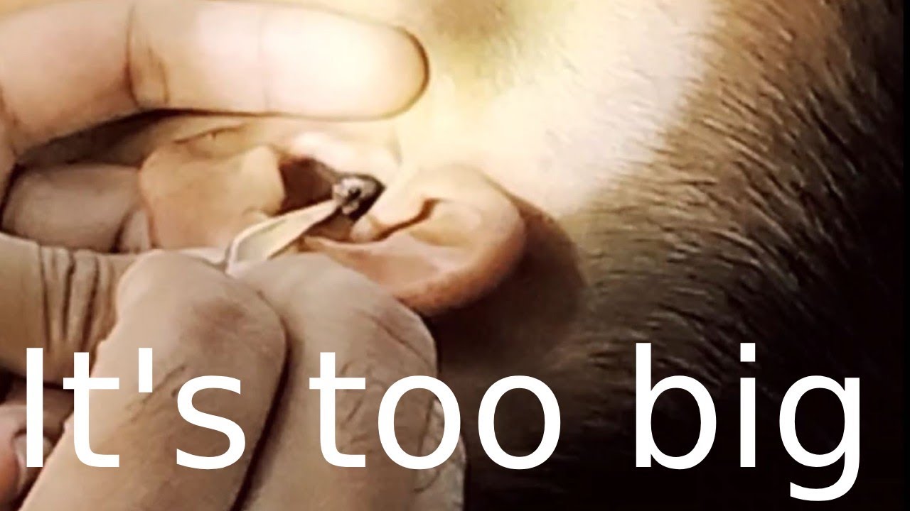 Giant extremely big earwax from one in barber shop - YouTube