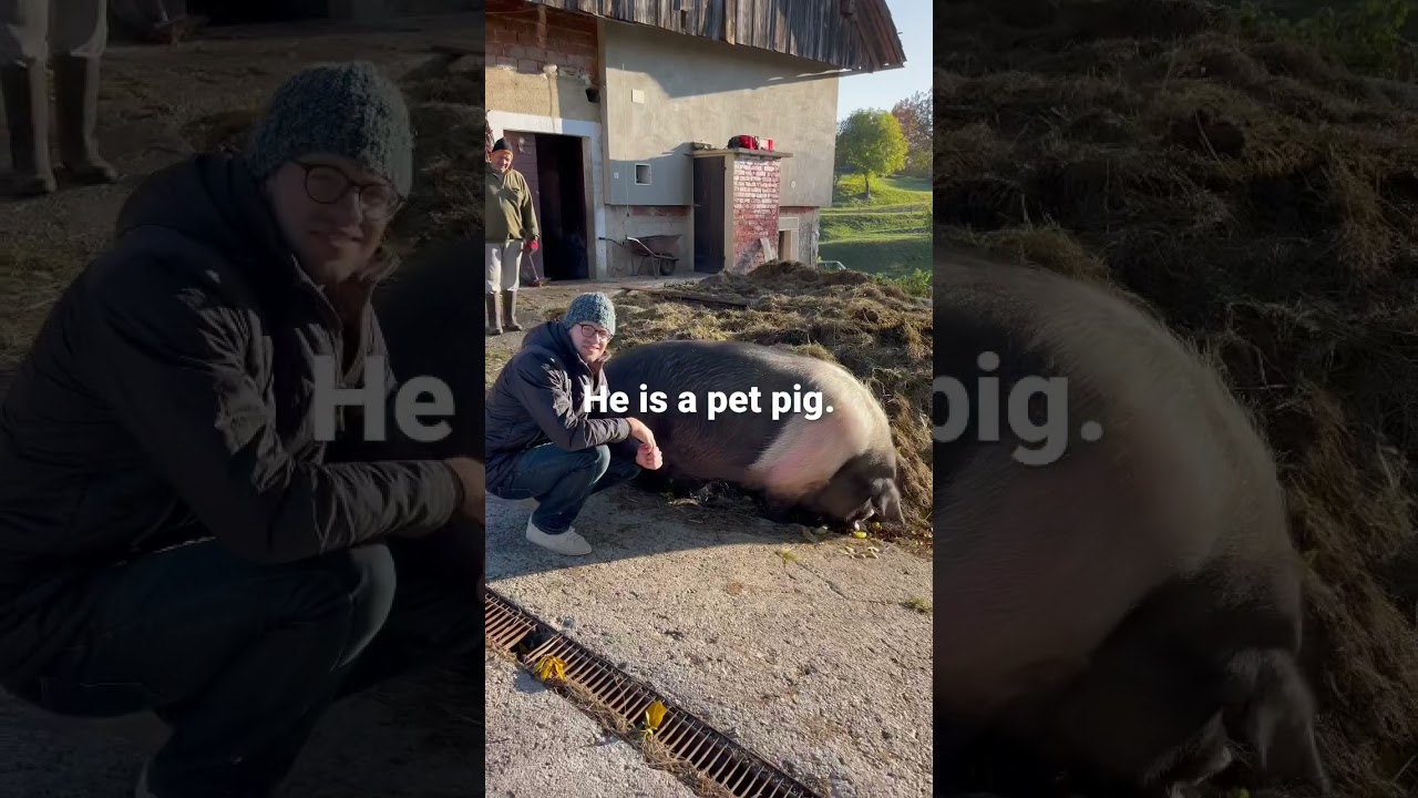 Biggest Pig Ever! 🐽 350 KILOS! - YouTube