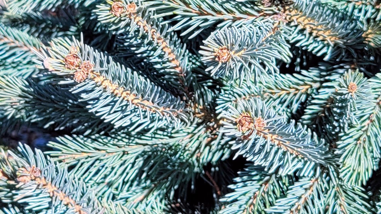 Paul's Select Norway Spruce - YouTube