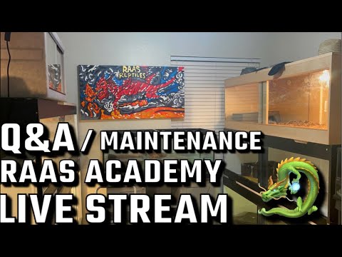 Late Q&A / Maintenance Live Stream At The Raas Academy - YouTube