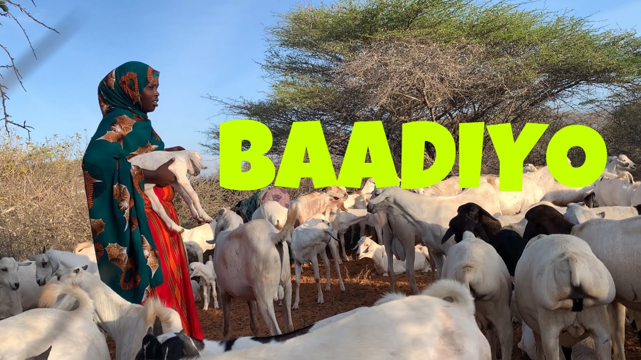 A Normal Day in the Somali nomad 🇸🇴| Nolosha Caadiga ee baadiyaha ...