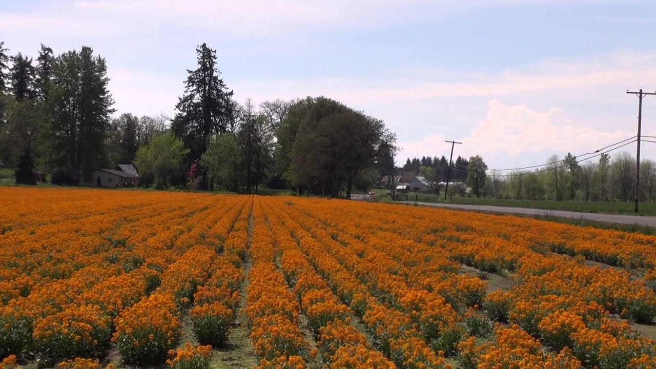 Beautiful Field of Flowers in Oregon - YouTube