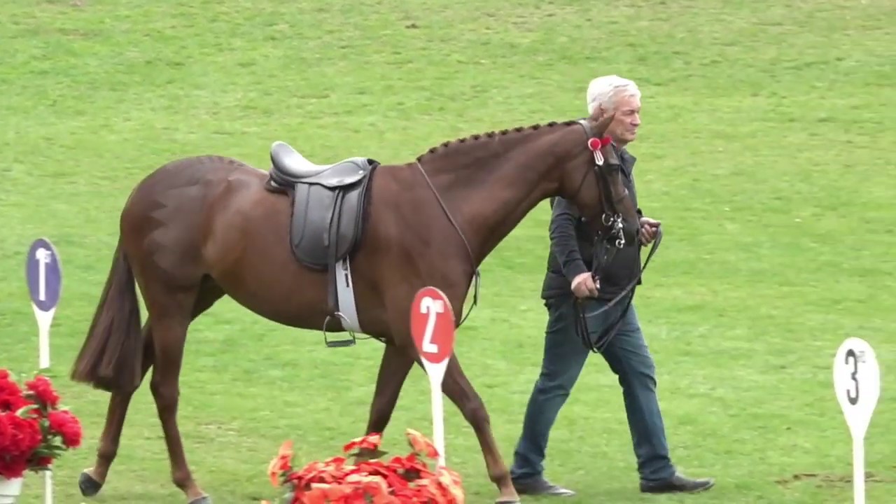 2019 Royal Show TV - Champion Galloway Hack & Champion Hack - YouTube
