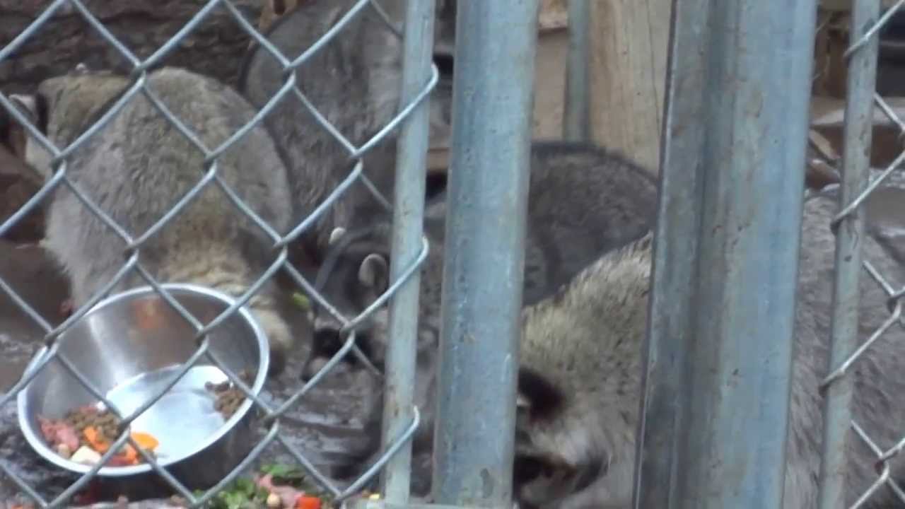 Raccoons Eating at the Big Bear Zoo - YouTube