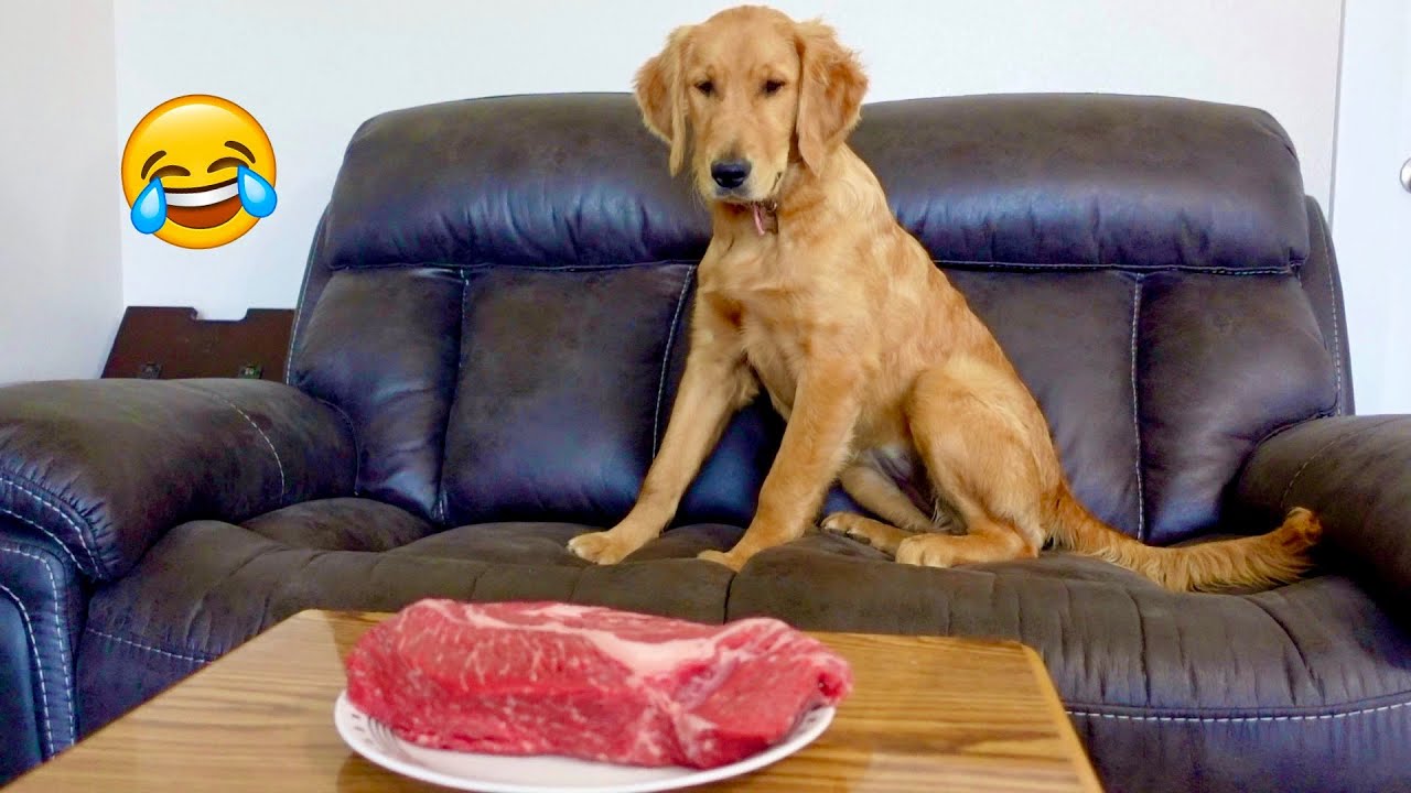 Leaving My Puppy Alone with a Huge Beef Steak - YouTube