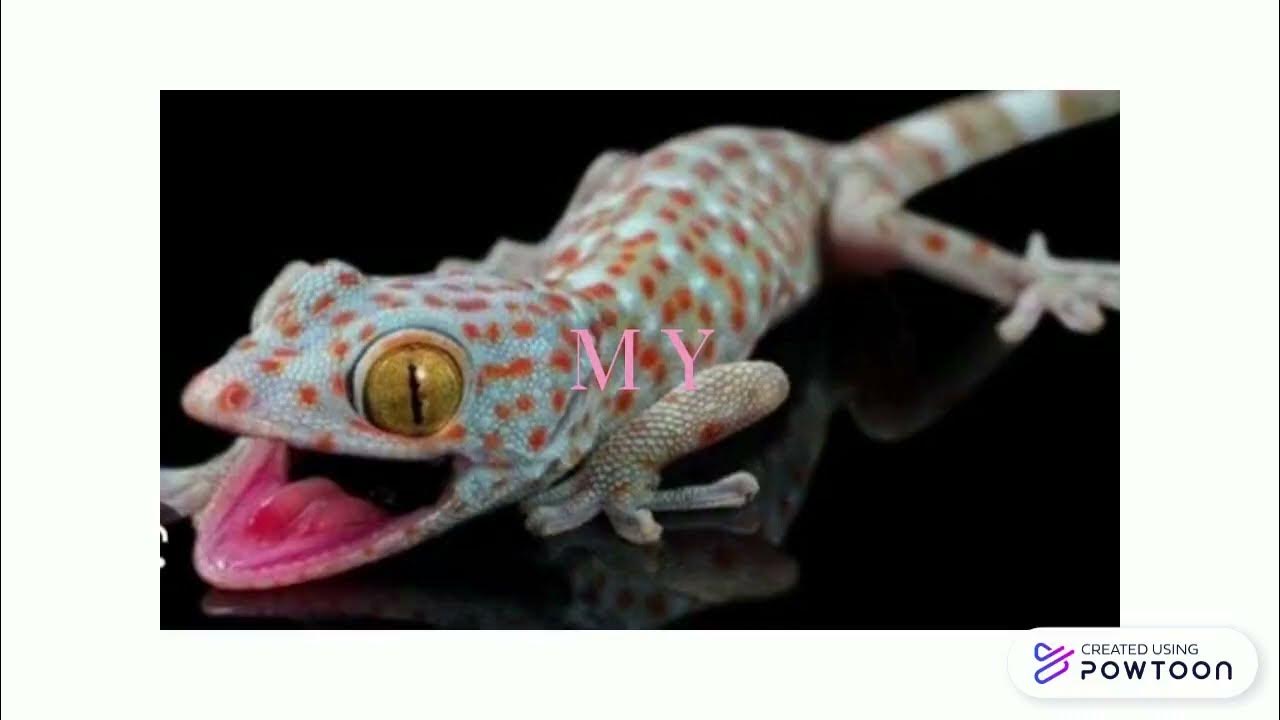 Talk About Gecko - Literal Reading - YouTube