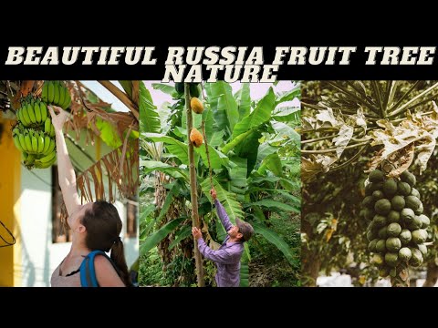 Beautiful Russia Fruit 🍑 Tree Farming Nature Scene
