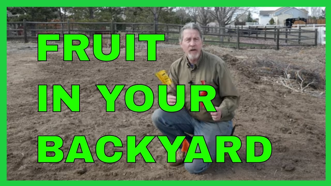 Setting Up a Home Orchard - Unboxing Fruit Trees - YouTube