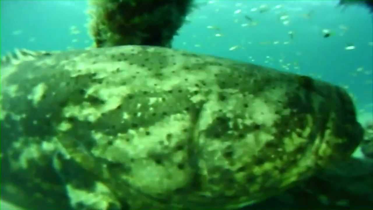 Golith Grouper attacks 300lb grouper - YouTube
