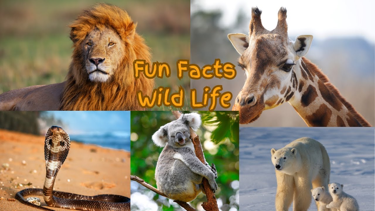 Fun Facts about Animals | Facts about Animals for Kids | wild life animals; jungle animals - YouTube