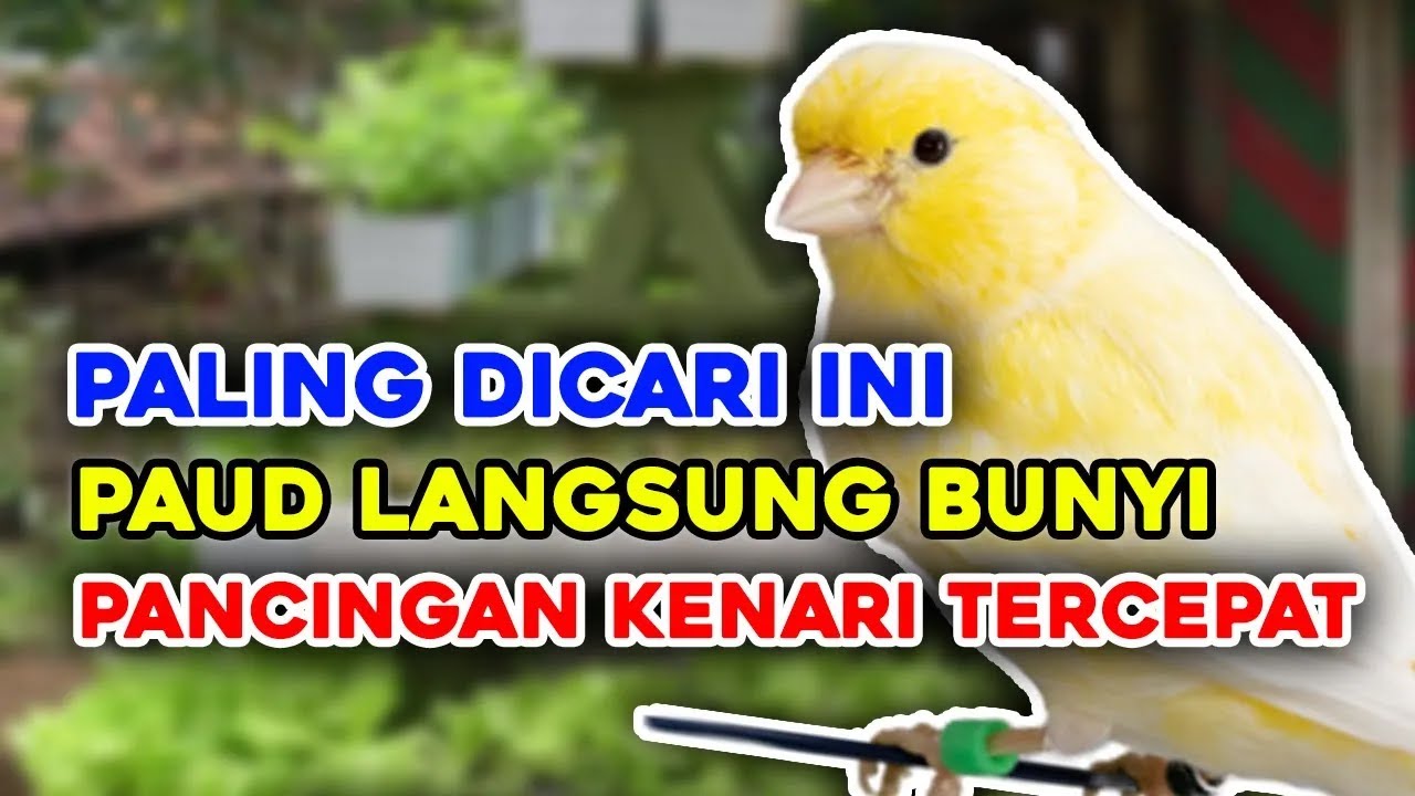 PANCINGAN KENARI GACOR NGEROLL PANJANG pancingan Kenari Paud belajar ...