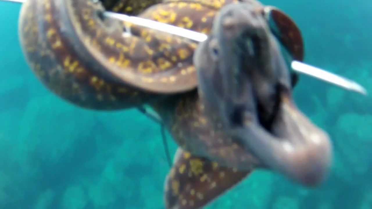 Pesca submarina morena de 3 Kg en Palma de Mallorca GoPro HD Hero 2 ...
