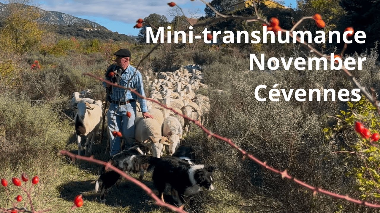 Moving the sheep again, a shepherd's life - YouTube