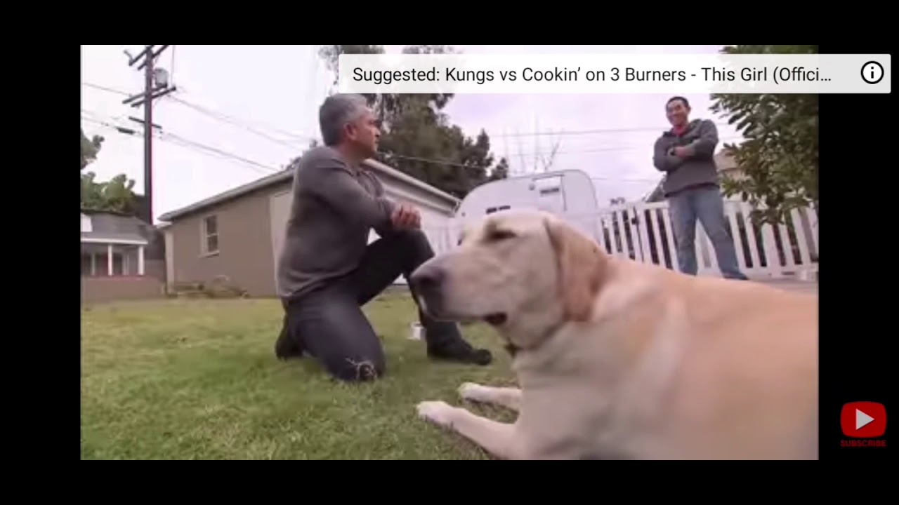 (funny meme) MaN bIt By DoG ft doggie and shot on iphone 6 meme - YouTube