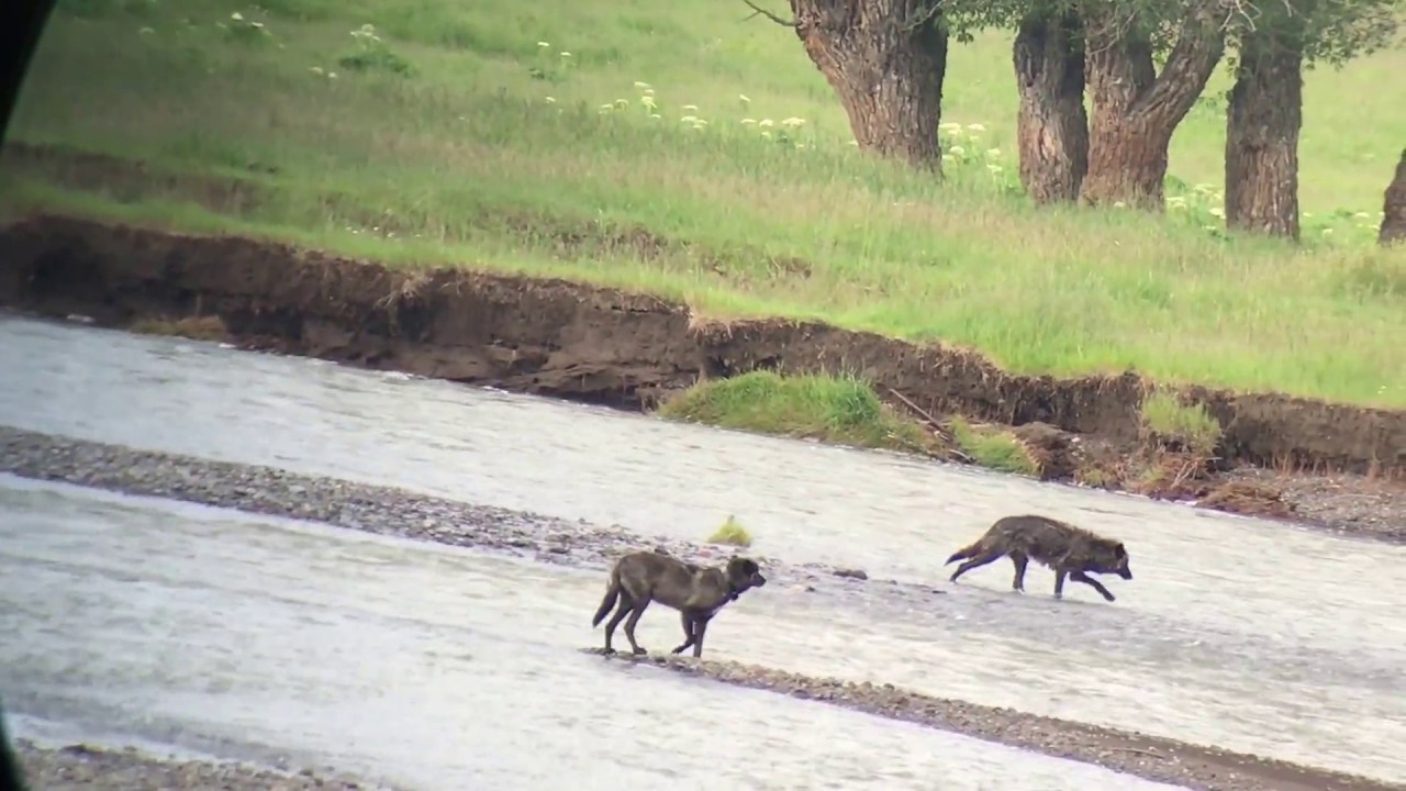 Wolf Swimmers - Junction Butte Limping Female & 996M - YouTube