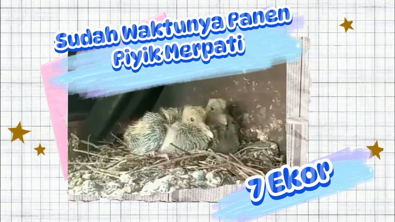Sudah waktunya panen piyik merpati/anak merpati umur 2 Minggu - YouTube