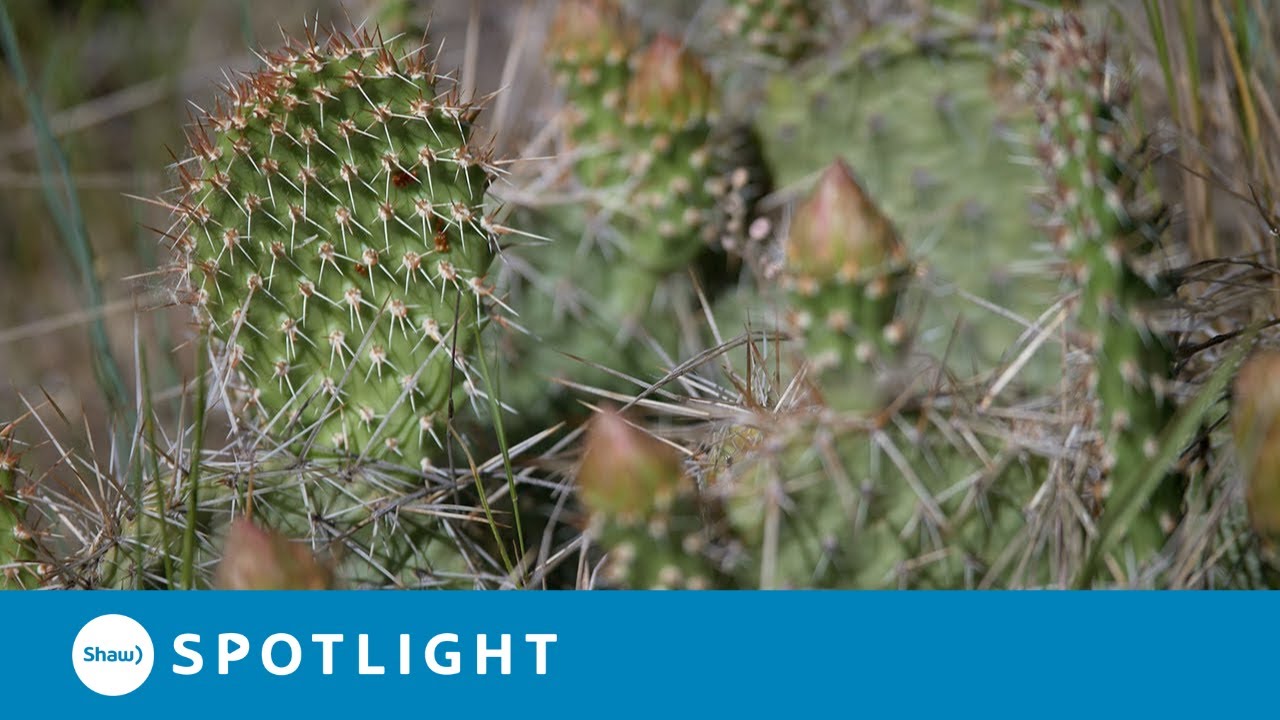Do Cacti Grow in Canada? - YouTube