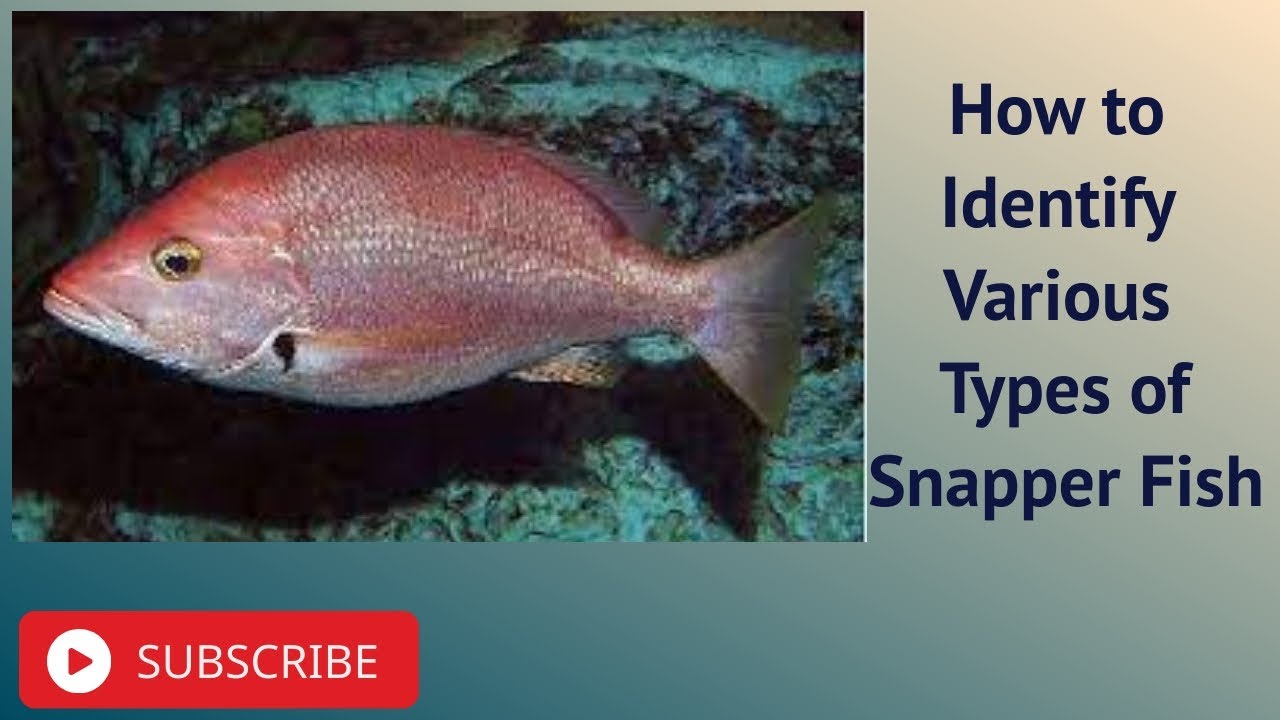 How to Identify Various Types of Snapper Fish - YouTube