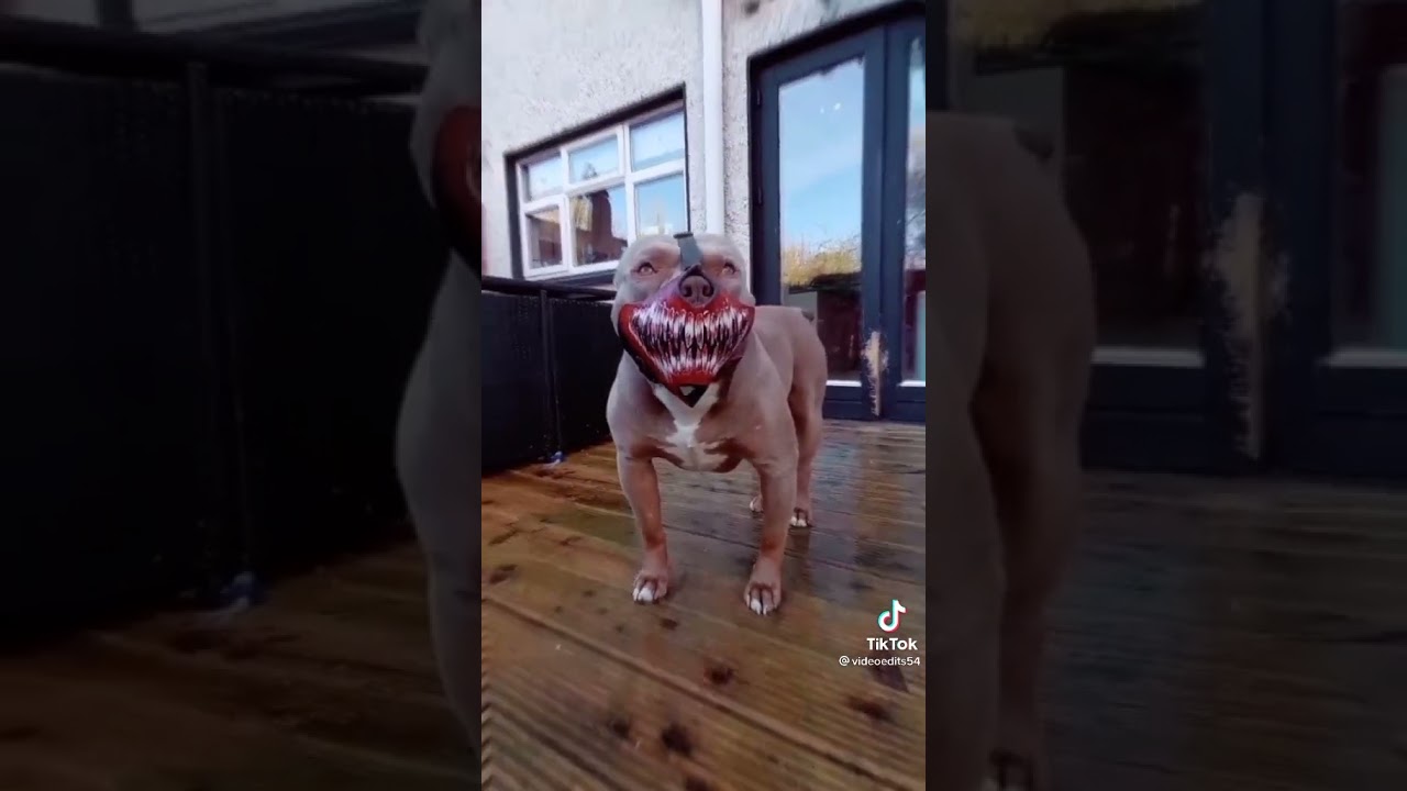 pitbull edit @ANİMALS EDİT~ - YouTube