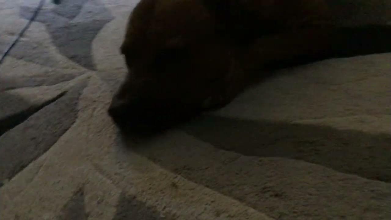 Sad doggo part 1 - YouTube