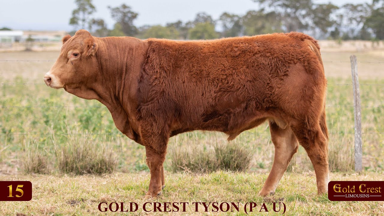 Lot 15 - GOLD CREST TYSON (P A U) - YouTube