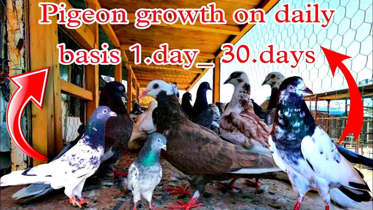 top 10 pigeons | fancy pigeon collection | indian pigeon | kabootar ki ...