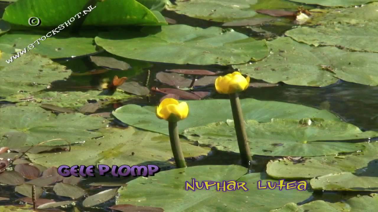 gele plomp - nuphar lutea - yellow water-lily - YouTube