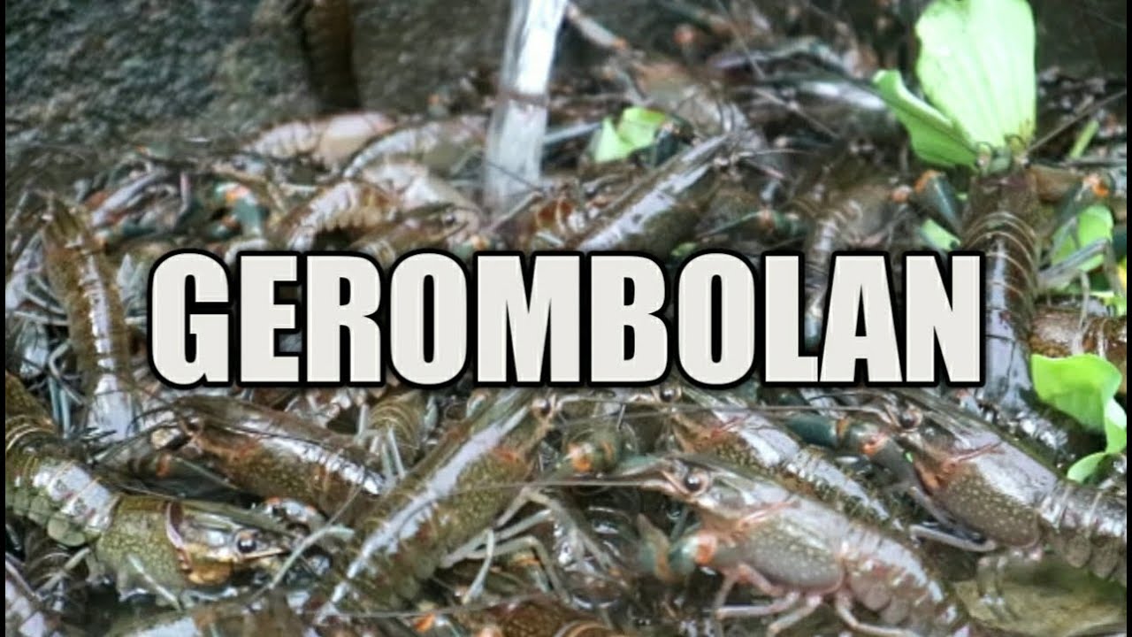 GEROMBOLAN - YouTube