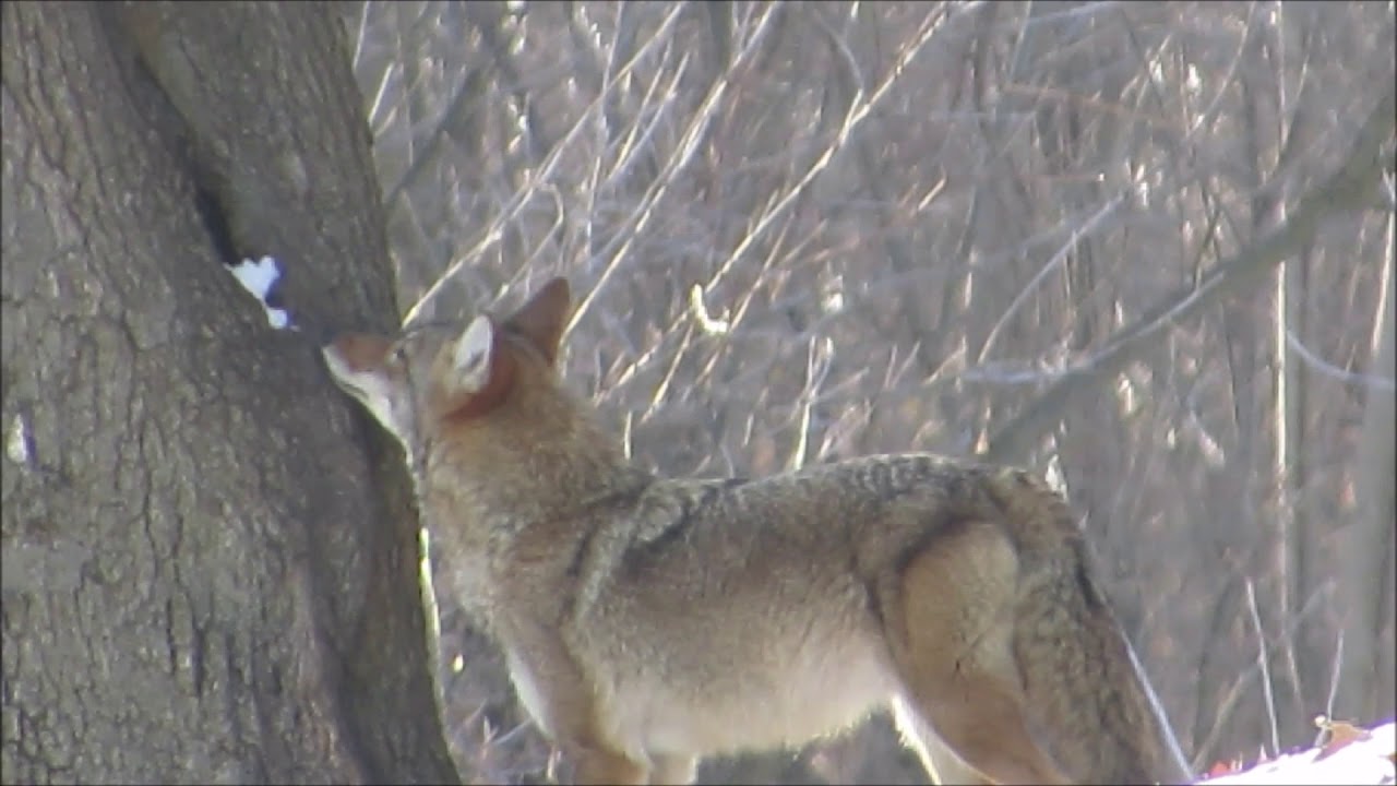 coyote Howling and Barking - YouTube