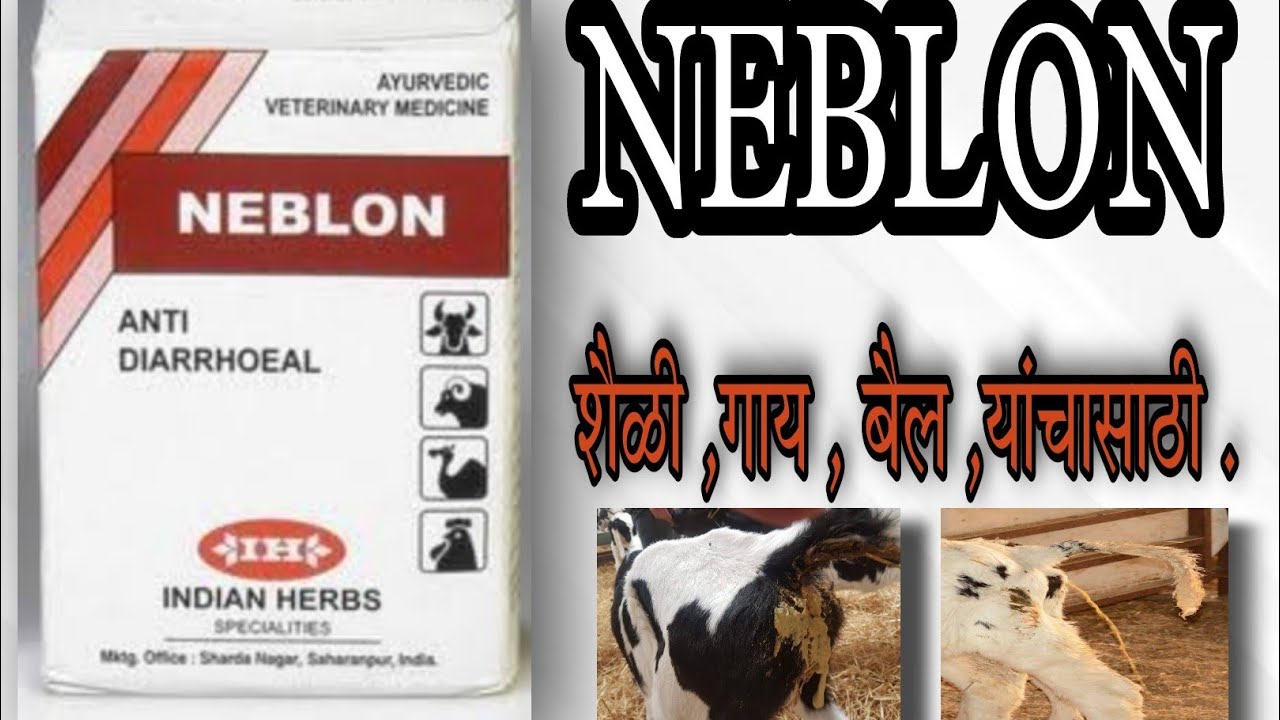 Neblon powder / जनावरांना नेबलोन पावडर कशी देतात डायरिया साठी - YouTube