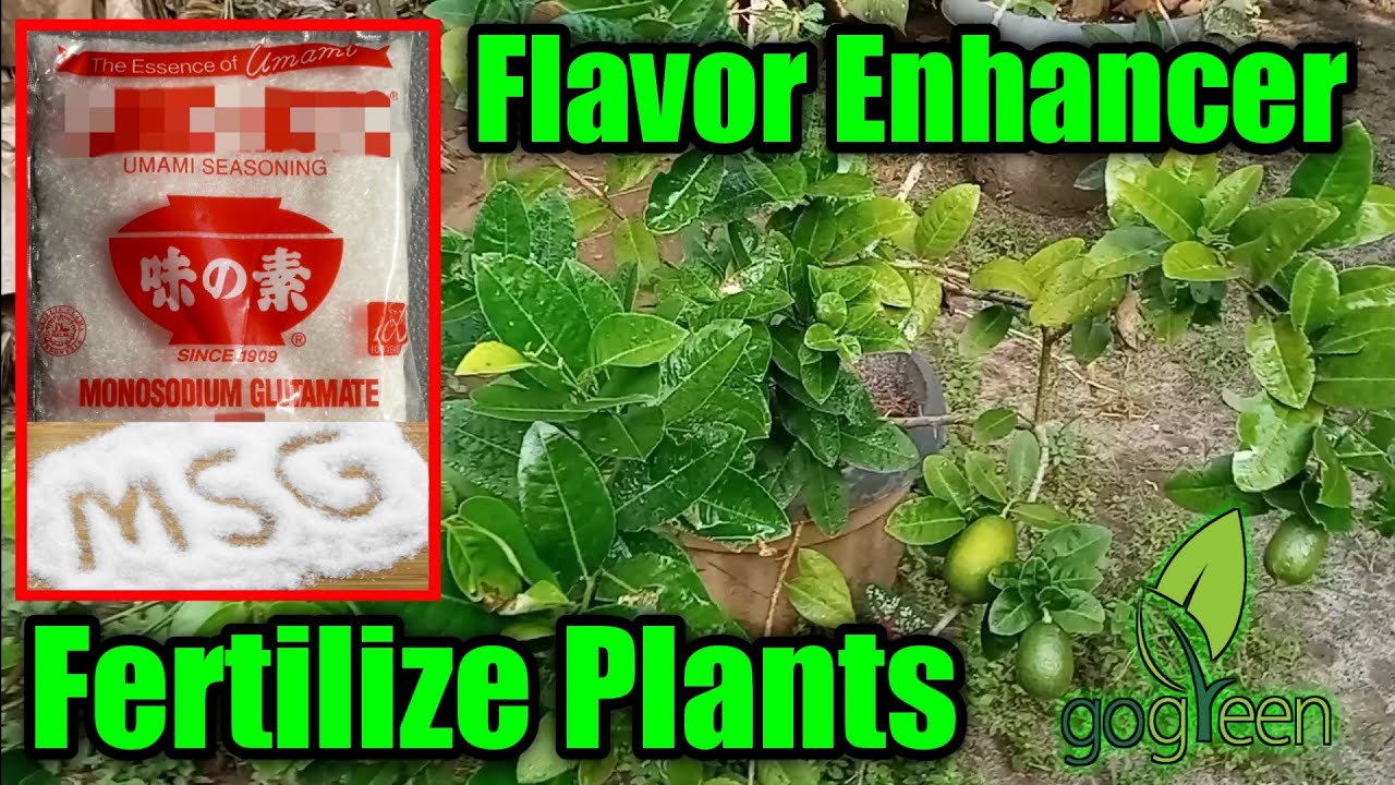 How to Fertilize Plants Using MSG - YouTube