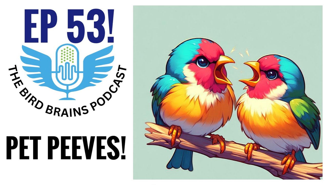 Pet Peeves and Bird Updates! The Bird Brains Podcast EP 53! - YouTube