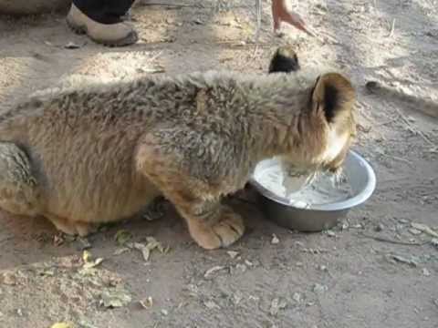 Lion cub drinking milk - YouTube