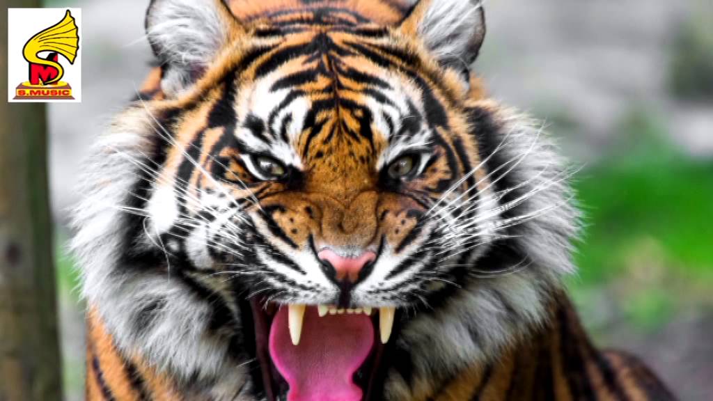 Awesome tiger roar and pictures = animal Sound for Children - YouTube