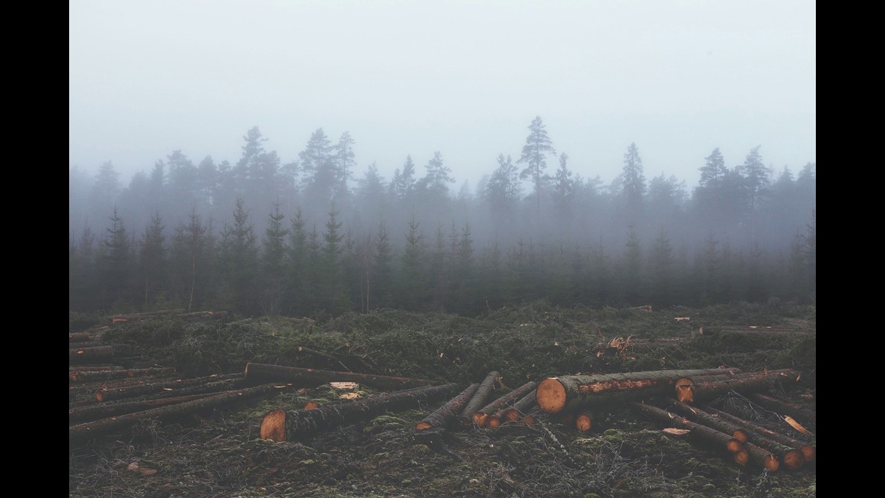 Deforestación (Deforestation) - YouTube Music